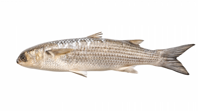 Recette de mulet - Comment pêcher le mulet | Pavillon France