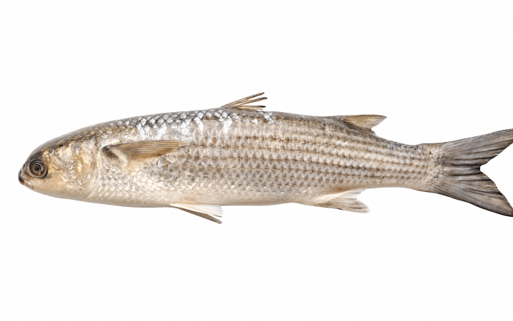 Recette Mulet sauce chermoula à la marocaine : Cuisiner mulet, recette ...